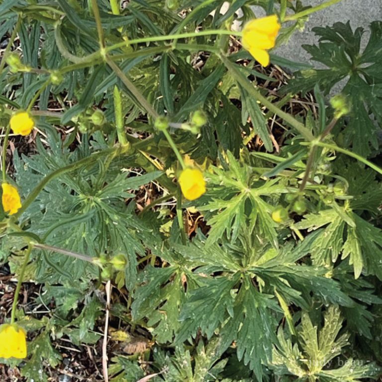 Buttercup Bliss – Judy Beau Design